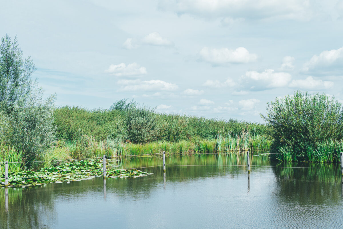 Hoefdetectie - vitasteed